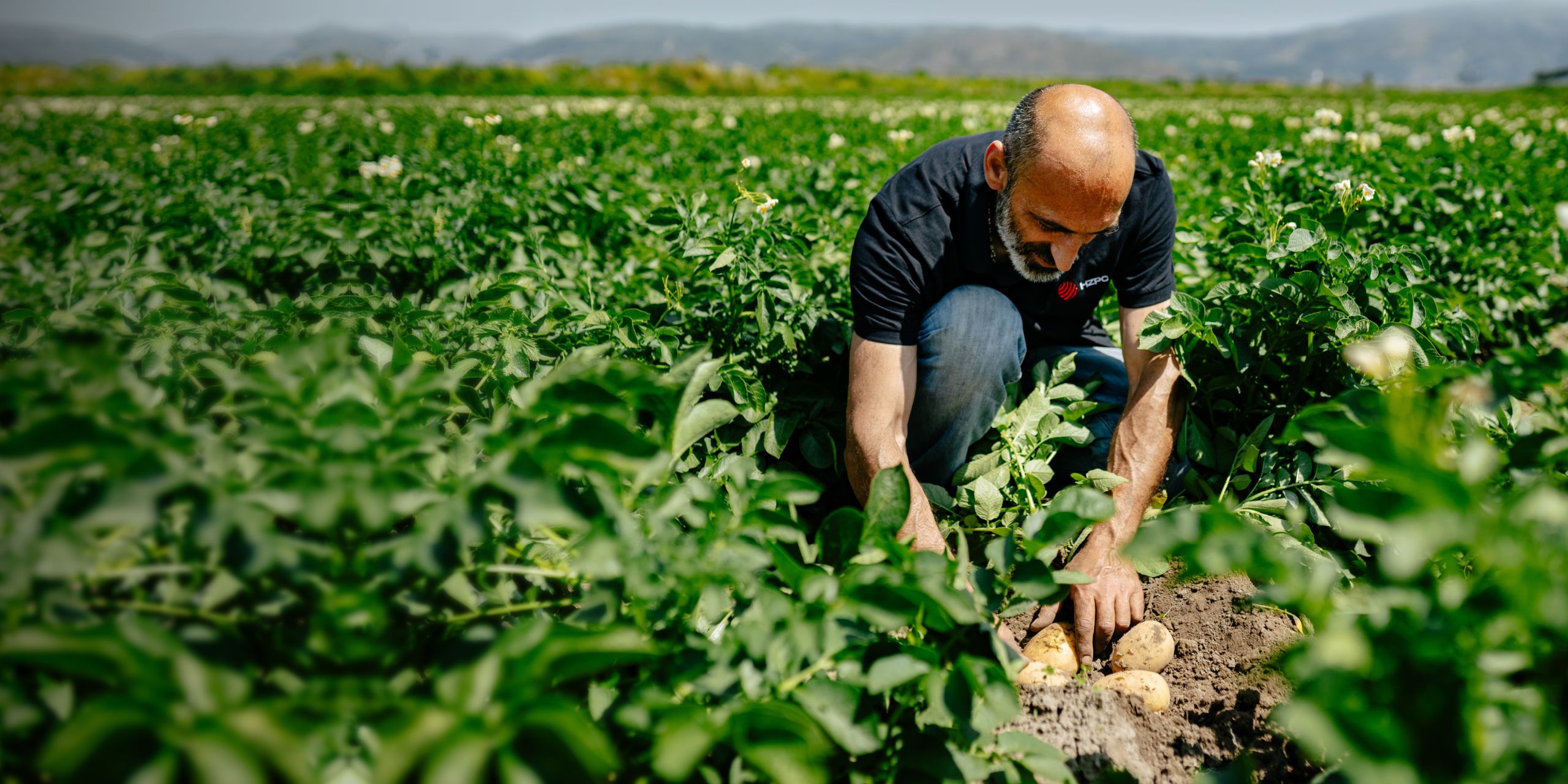 HZPC - Keeps you growing